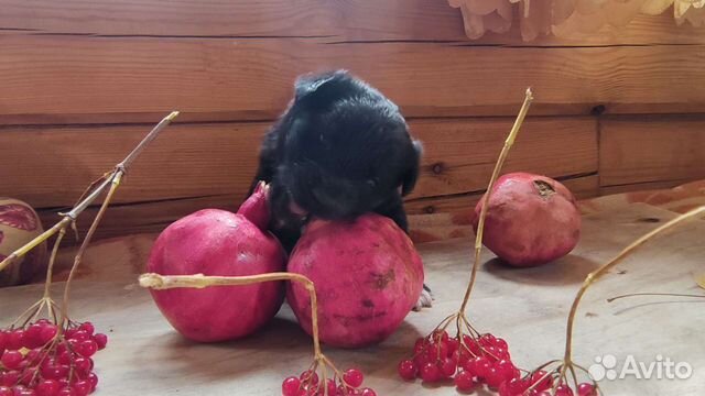 Милые щеночки 1 месяц