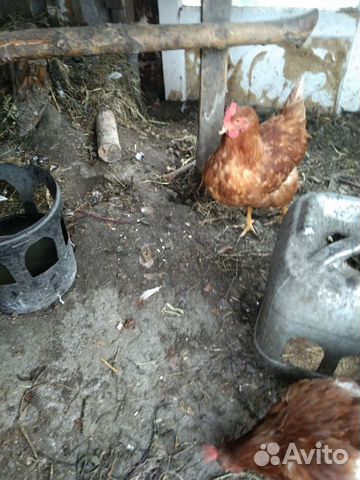 Куры несушки