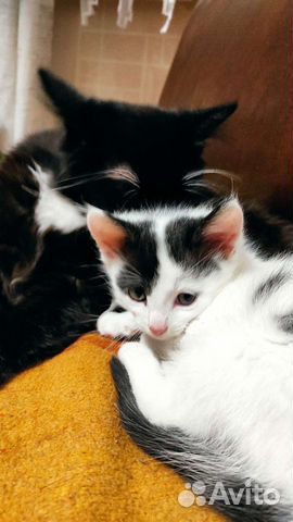 Черно белый котенок 2 месяца