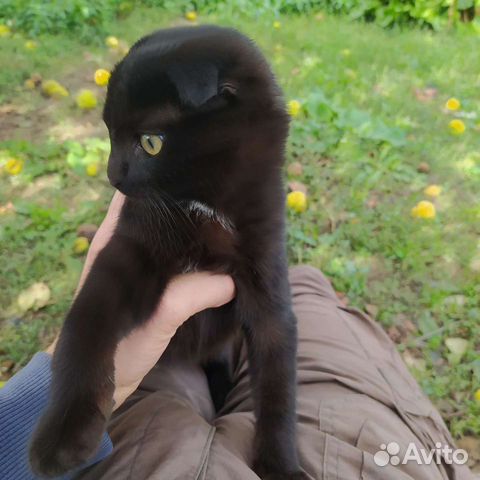 Котенок (вислоухий) в дар