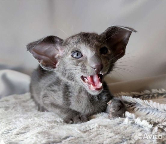 Ориентальный голубой кот в экстремальном типе