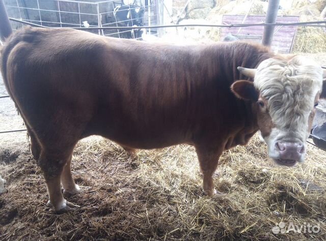 Быки с откорма