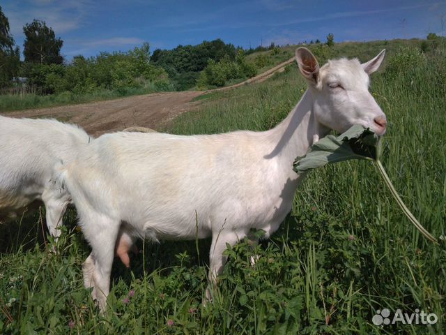 Молодая дойная коза