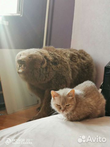 Селкирк-рекс