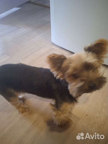 Йоркширский терьер