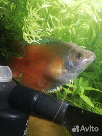 Лялиус красный самец обменяю на растения