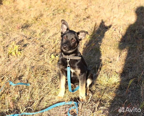 Лапочка Греточка, красавица щенуля, в дар