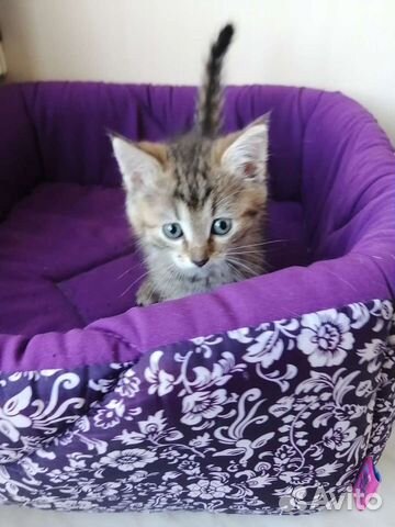 Котенок в добрые руки