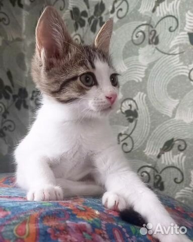 Отдам в добрые руки