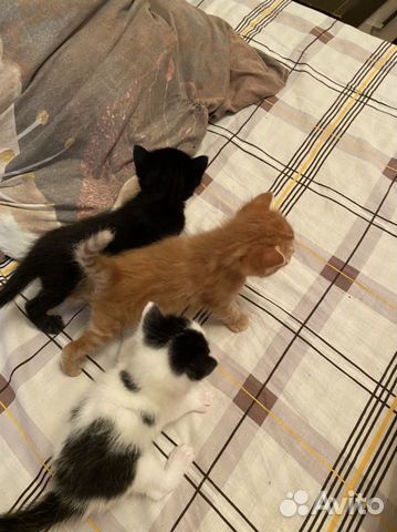 Котята в добрые руки