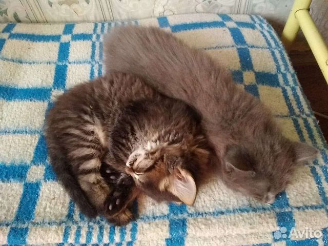 Прекрасные котятки