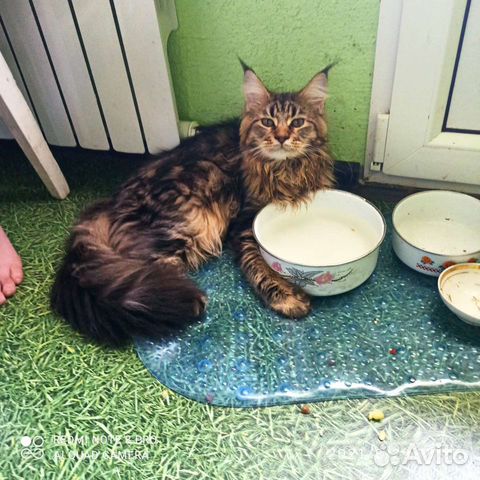 Мэйн кун вязка