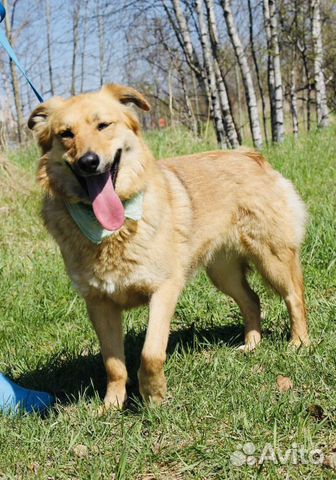 Собака Лиза из приюта