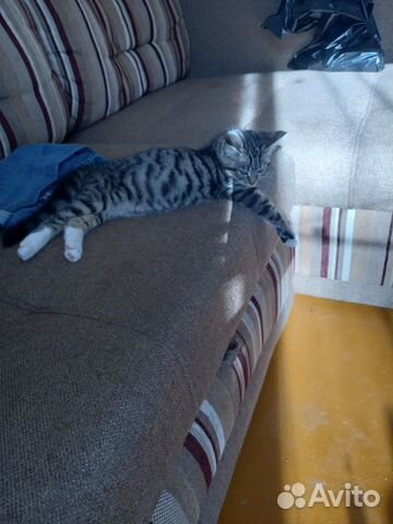 Котенок в добрые руки,приучен к лотку, кастрирован