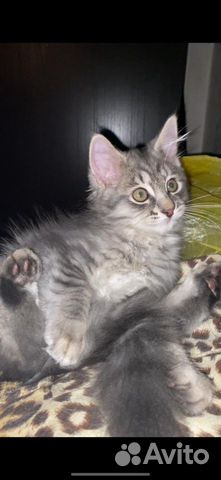 Котенок в добрые руки