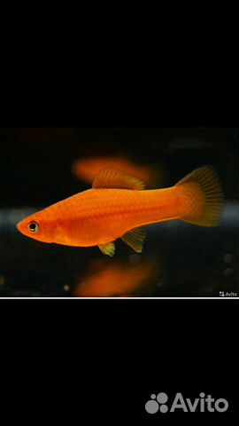 Меченосцы красные