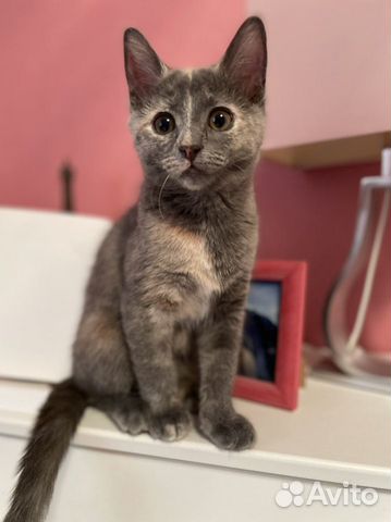 Котенок в добрые руки