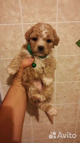 Девочка мальтипу