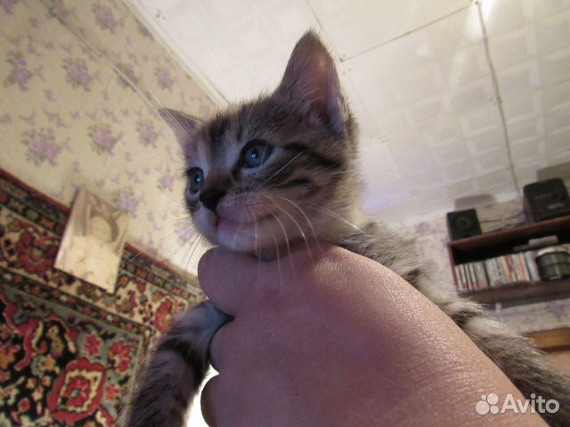 Отдадим кошечку в добрые руки