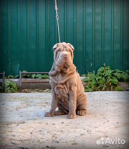 Лиловая плюшка