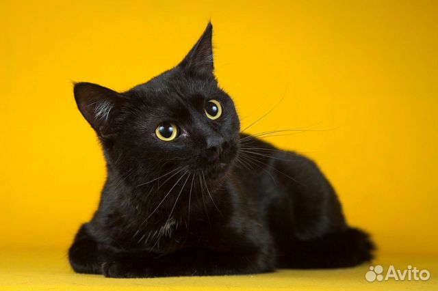 Кот Сажик ищет дом