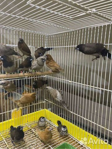 Амадины Японские