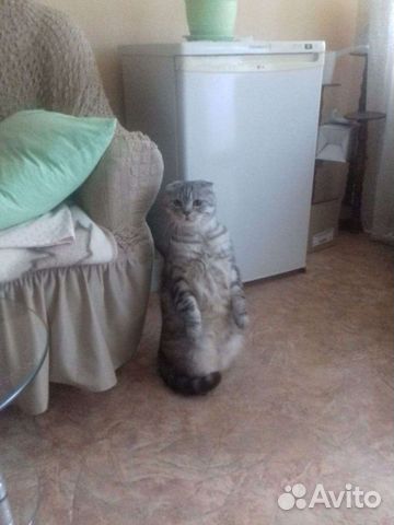 Британский вислоухий кот