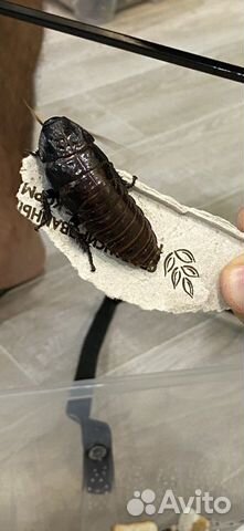 Мадагаскарские тараканы