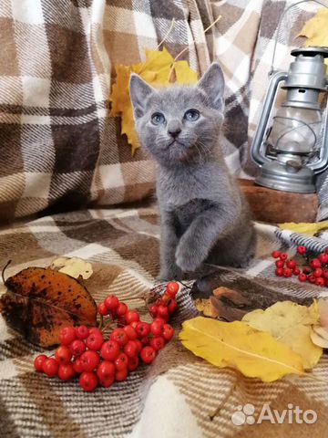 Котята русской голубой