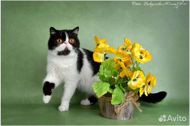 Экзотическая кошечка