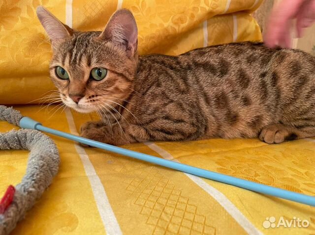 Зеленоглазое чудо