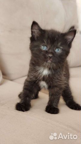 Добрый, воспитанный мальчик метис