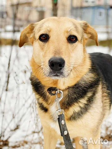 Утончённая собака из приюта Шелли