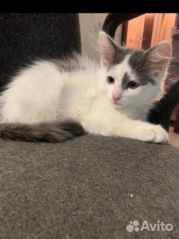 Сибирский котенок мальчик