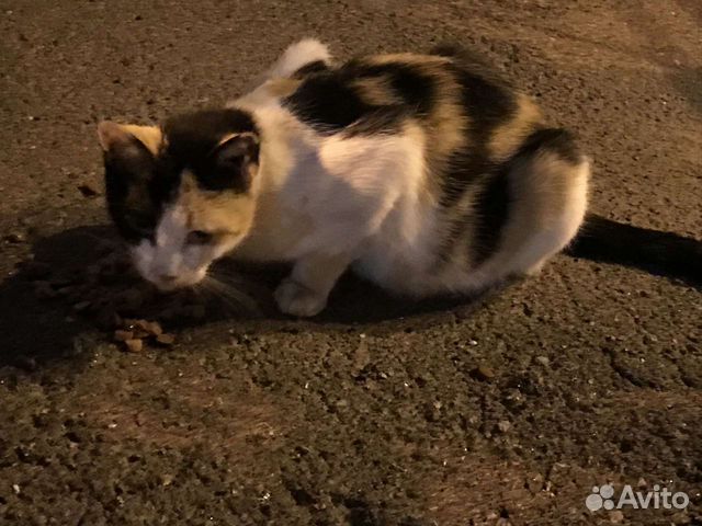 Трехцветная кошка