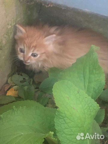 Котенок с ладошку