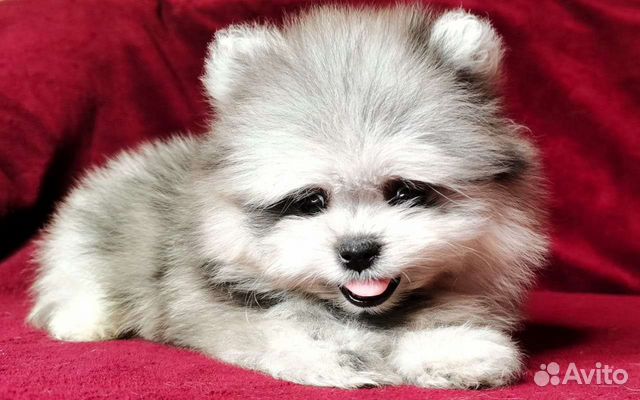 Пушпи F1 Крошка Енот(Мальтипу, Пикапу, Шипу, Кавав