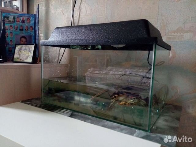 Черепаха краснаухая, самка Фрося