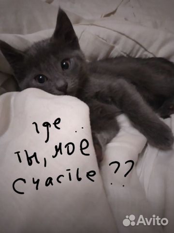Котенок без хвоста