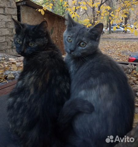 Кошечки