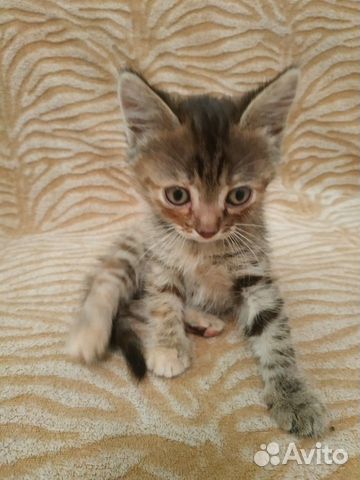 Котенок девочка