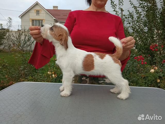 Высокопородный щенок джек рассел терьера. Девочка