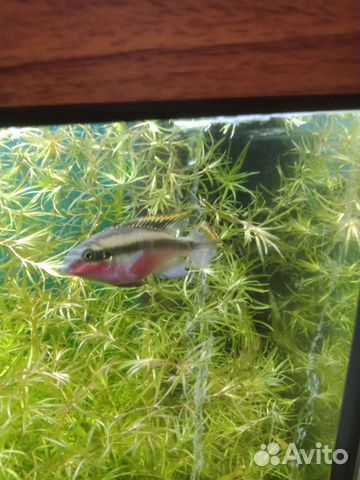 Пельвикахромис пульхера самец, обмен на самок