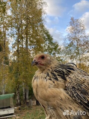 Курочки домашние 5 мес