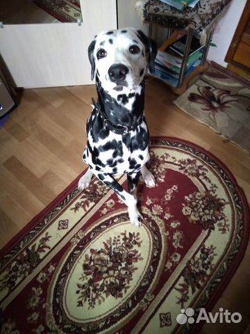 Собака Далматин Бесплатно