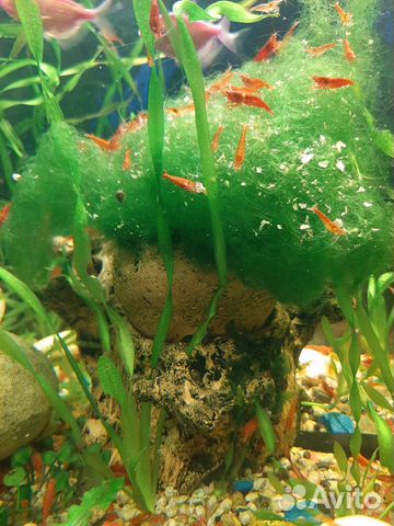 Аквариумное растение