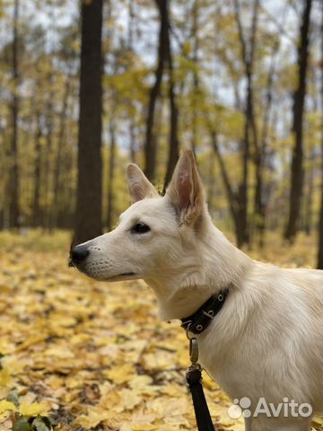 Собака на передержку