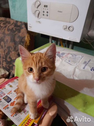Персиковые котята