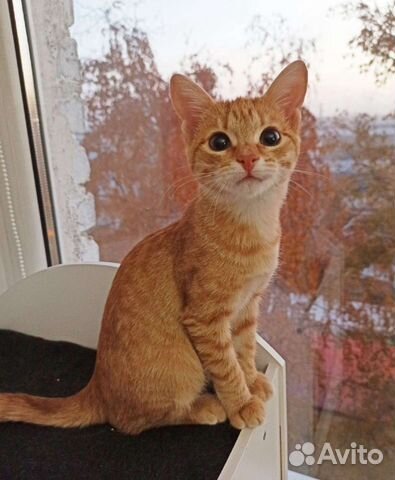 Котенок