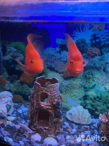 Рыба попугай